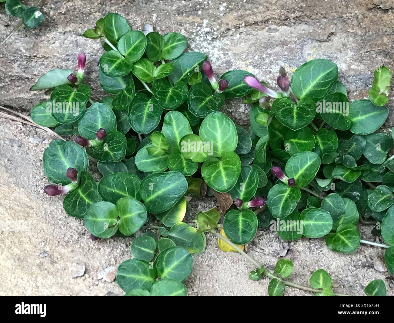 partridgeberry (Mitchella repens) Plantae Stock Photo - Alamy