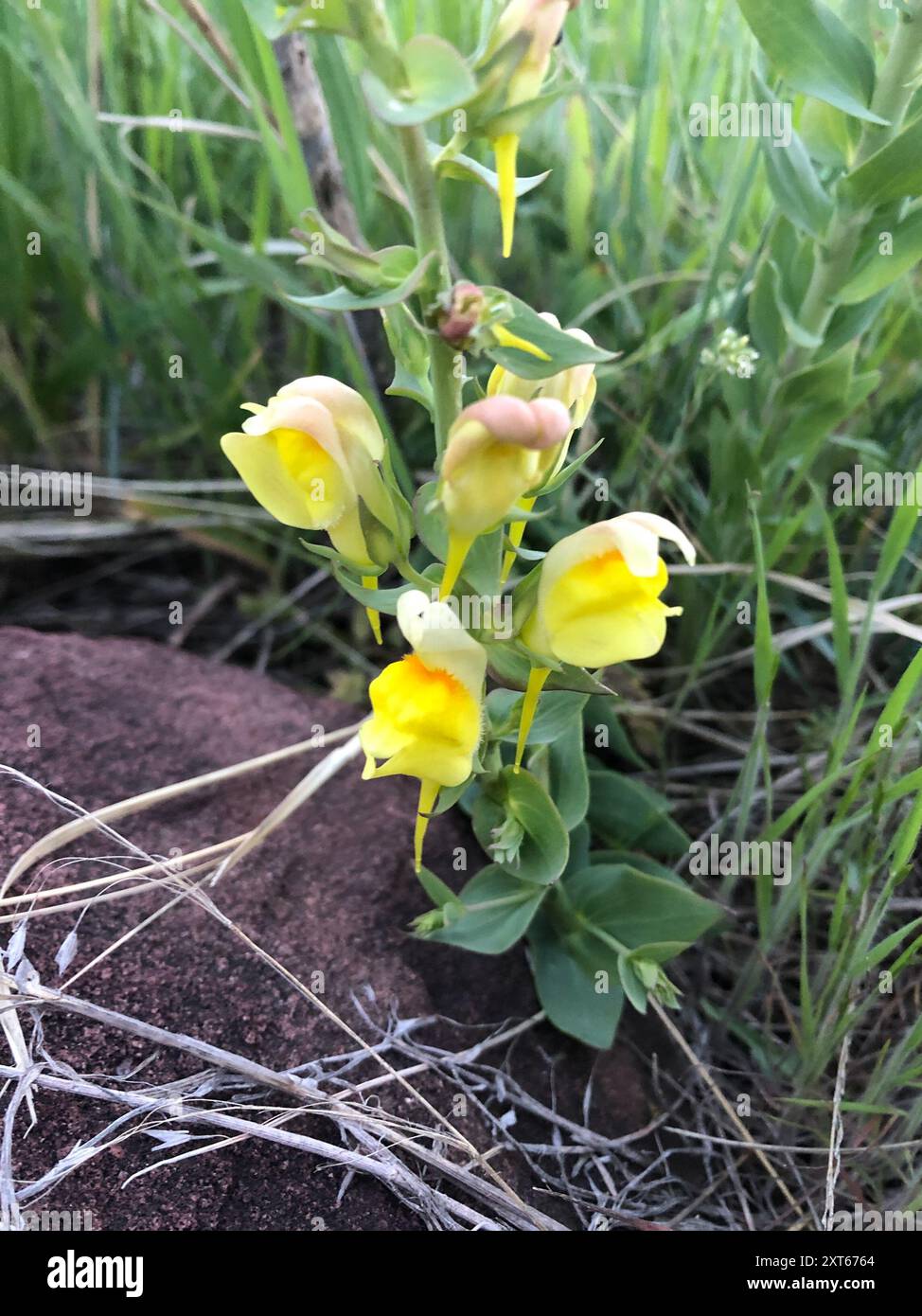 Balkan toadflax (Linaria dalmatica) Plantae Stock Photo - Alamy