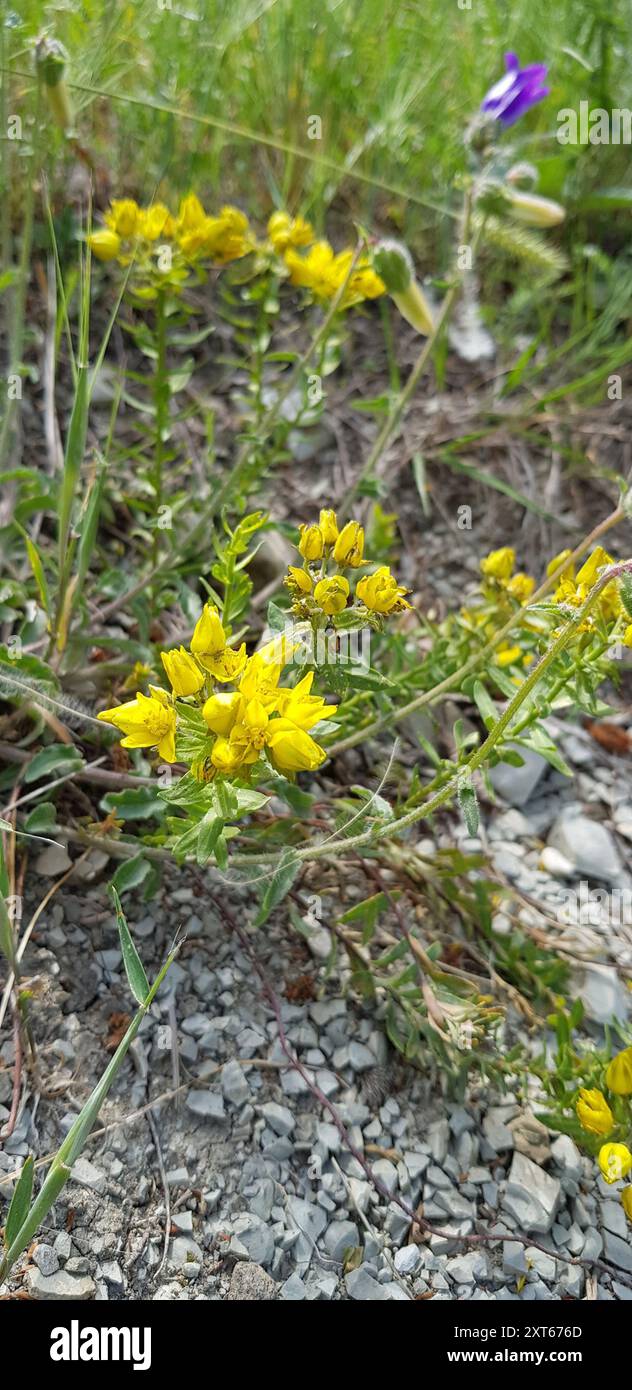 (Haplophyllum thesioides) Plantae Stock Photo - Alamy