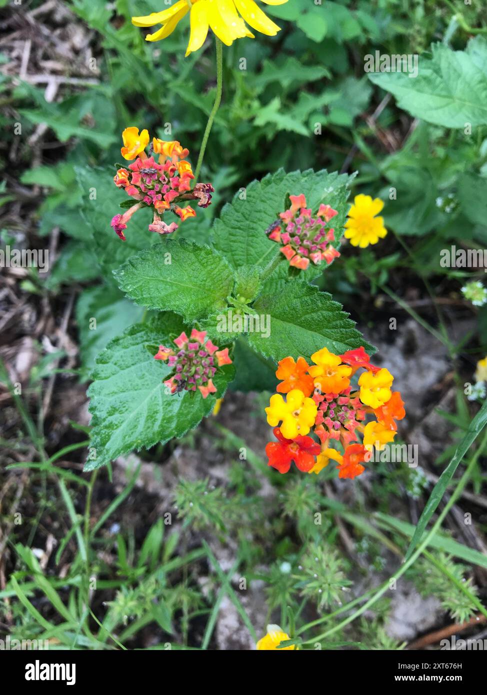 lantanas (Lantana) Plantae Stock Photo - Alamy