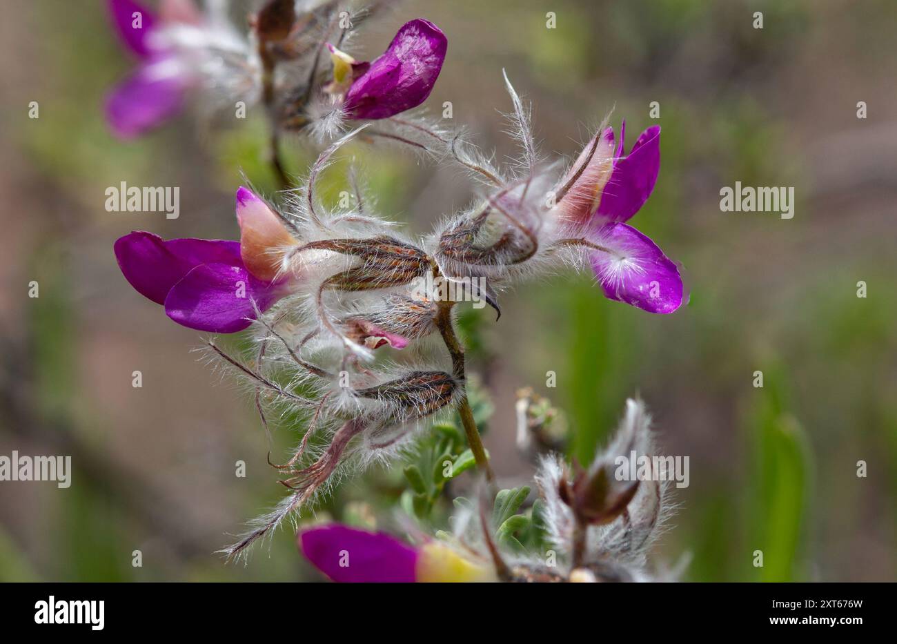 feather dalea (Dalea formosa) Plantae Stock Photo - Alamy