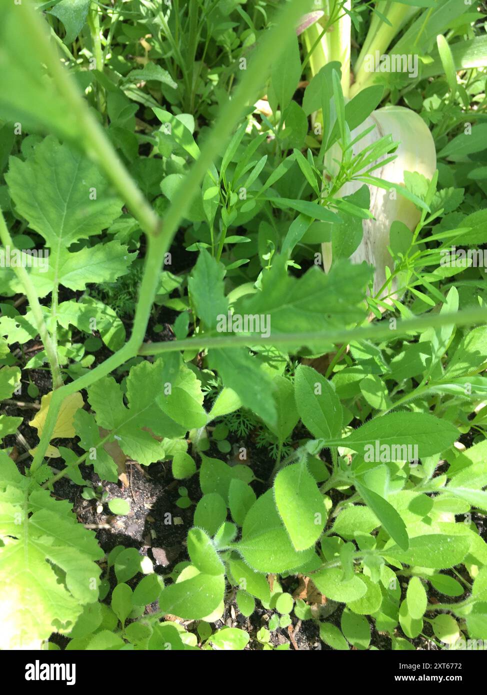 Jointed Charlock (Raphanus raphanistrum) Plantae Stock Photo - Alamy
