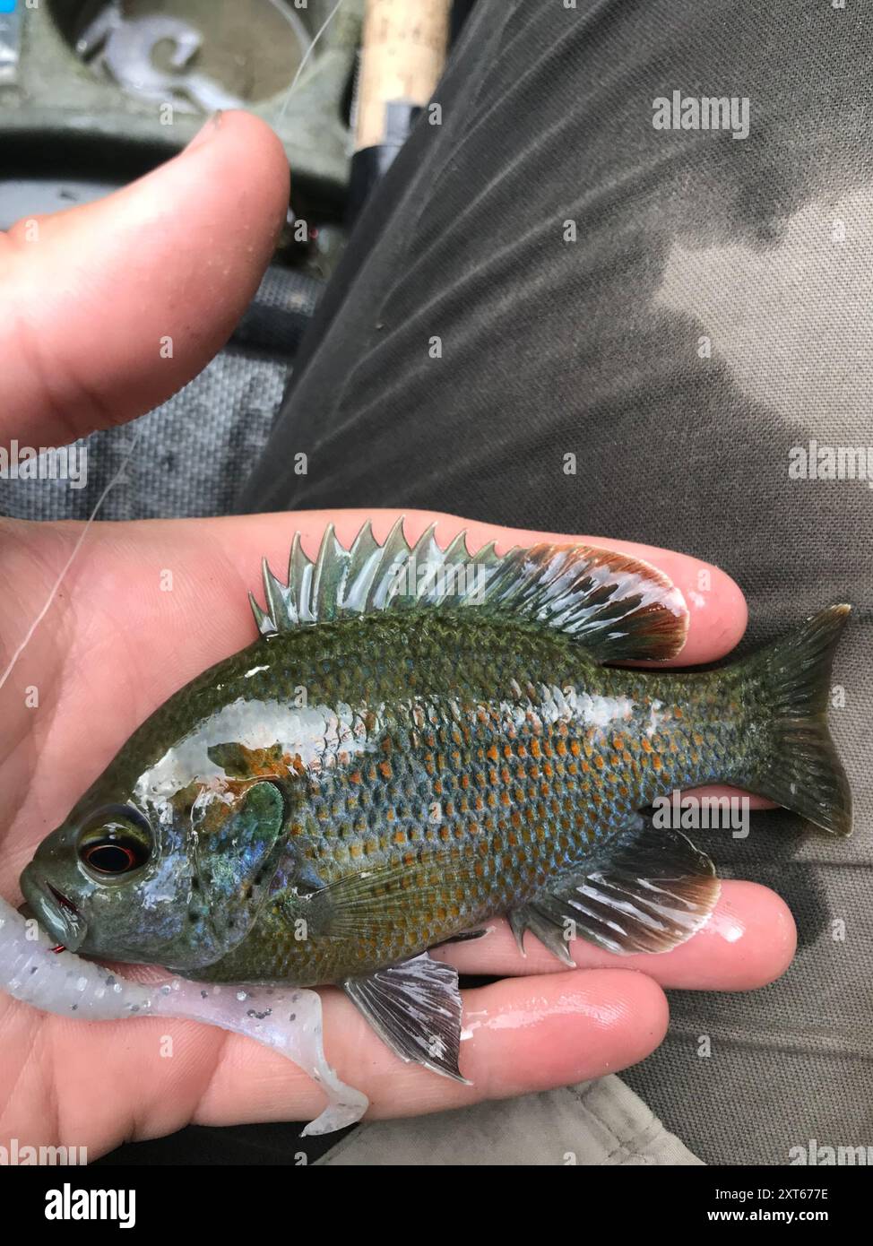 Redspotted Sunfish (Lepomis miniatus) Actinopterygii Stock Photo - Alamy