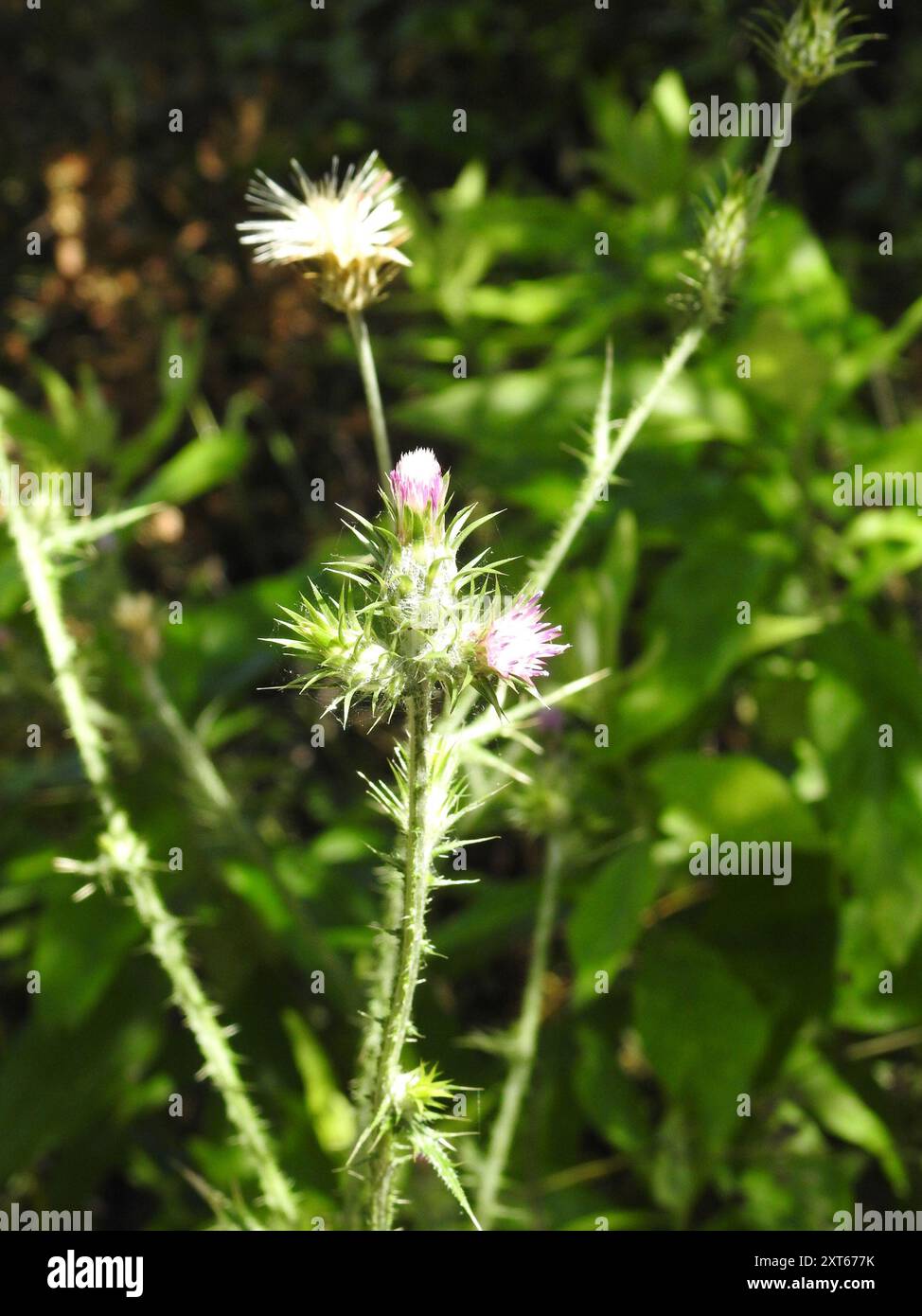 Italian thistle (Carduus pycnocephalus) Plantae Stock Photo - Alamy