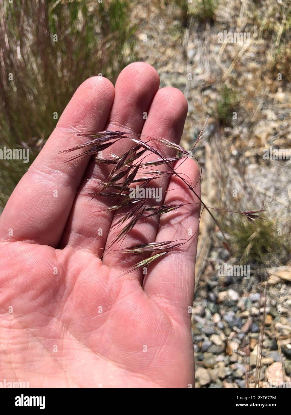 Cheatgrass (Bromus tectorum) Plantae Stock Photo - Alamy
