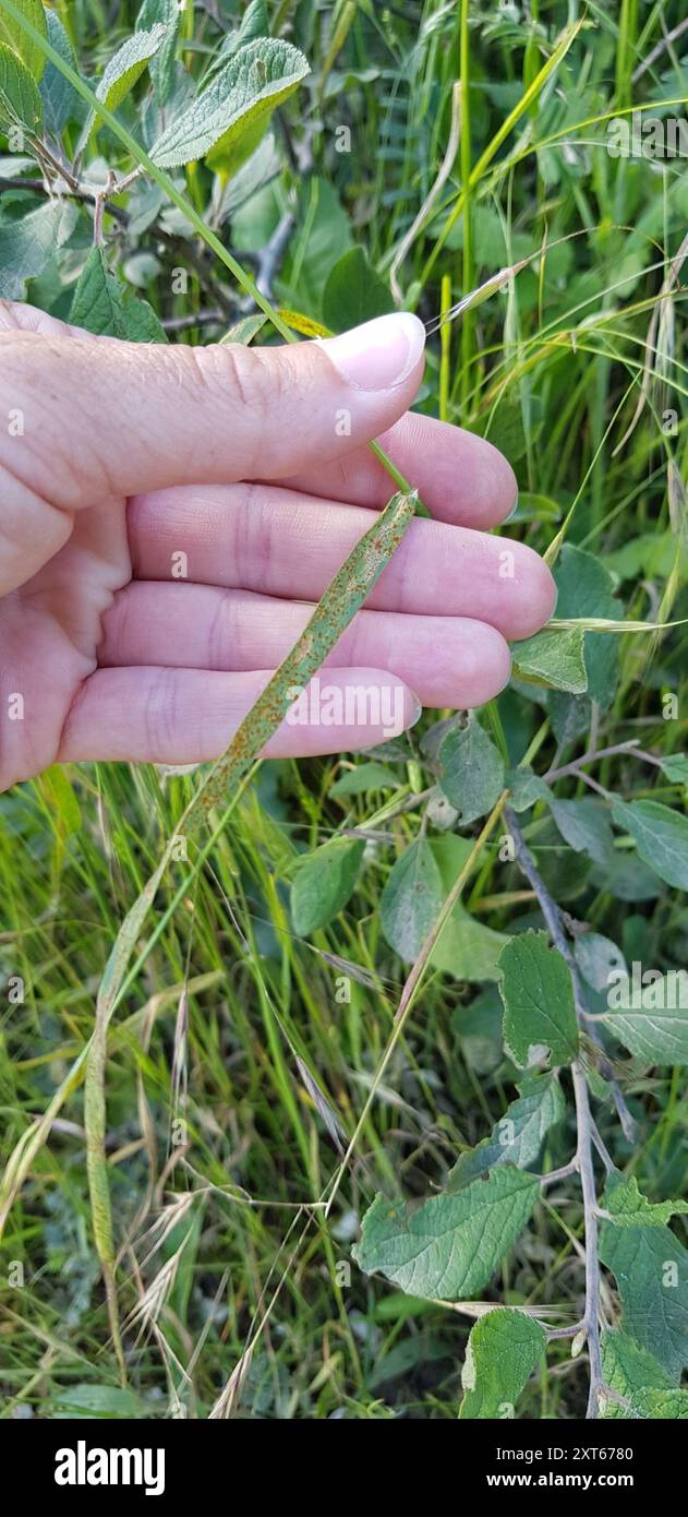 jointed goat grass (Aegilops cylindrica) Plantae Stock Photo - Alamy