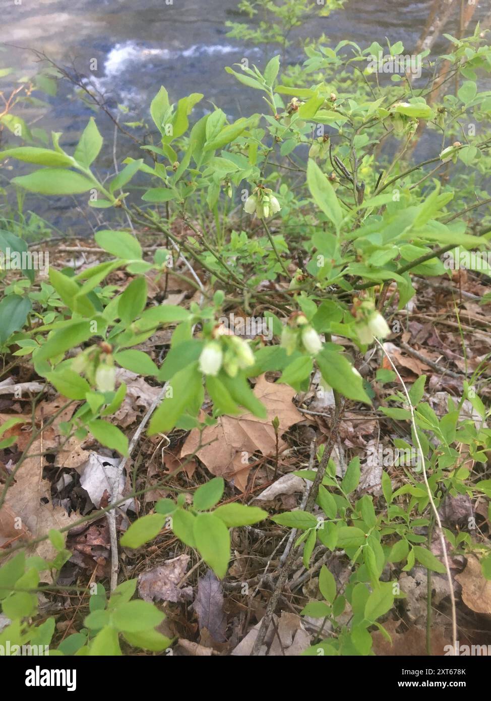 lowbush blueberry (Vaccinium angustifolium) Plantae Stock Photo - Alamy