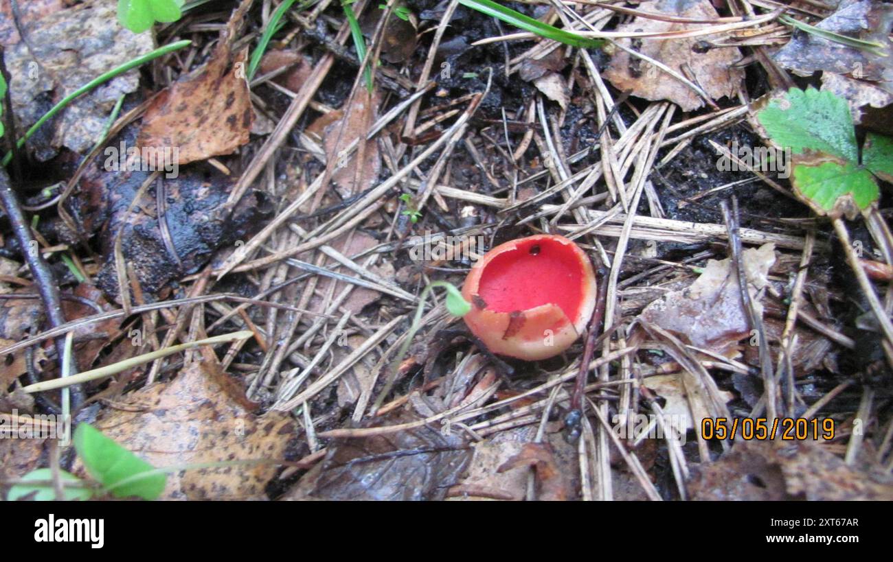 Scarlet Elfcup (Sarcoscypha austriaca) Fungi Stock Photo - Alamy