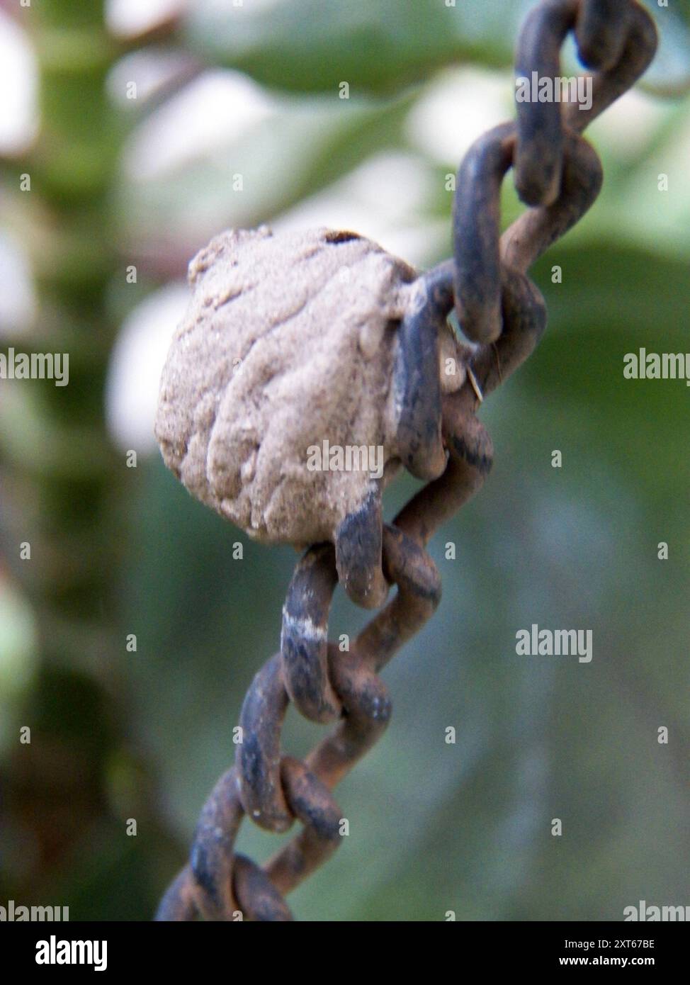 Typical Potter Wasps (Eumenes) Insecta Stock Photo - Alamy
