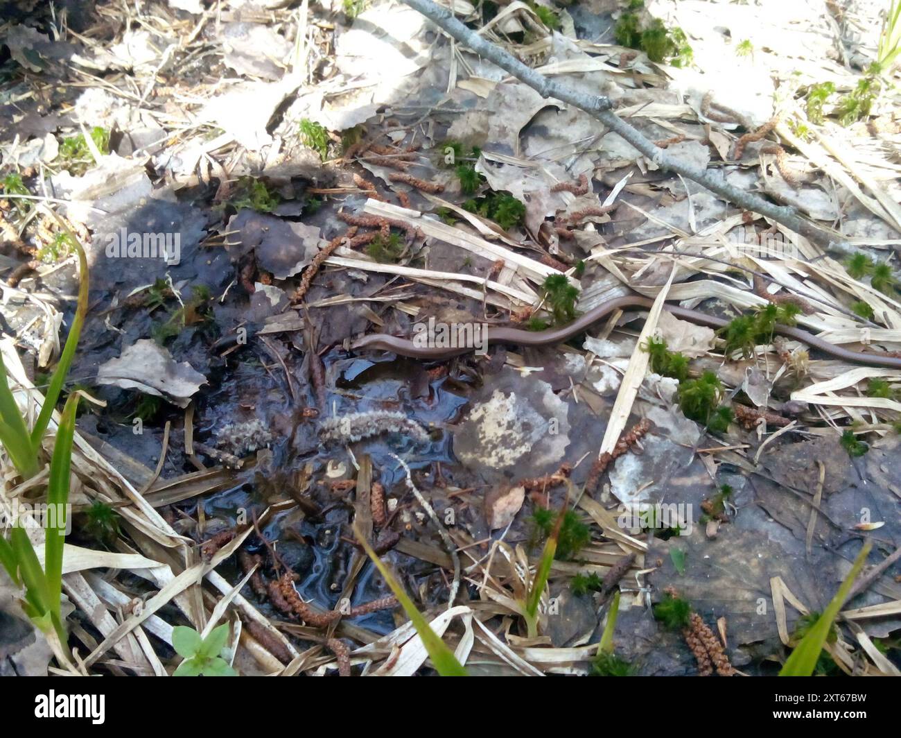 Eastern Slowworm (Anguis colchica) Reptilia Stock Photo - Alamy