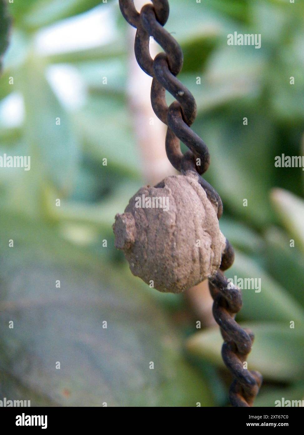 Typical Potter Wasps (Eumenes) Insecta Stock Photo - Alamy