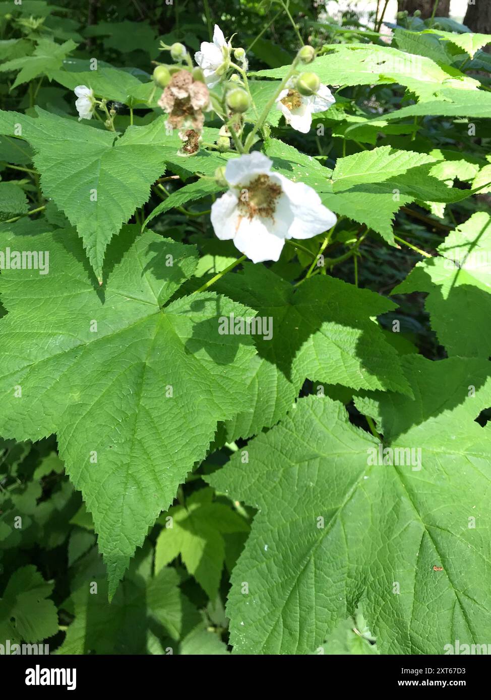 thimbleberry (Rubus parviflorus) Plantae Stock Photo - Alamy