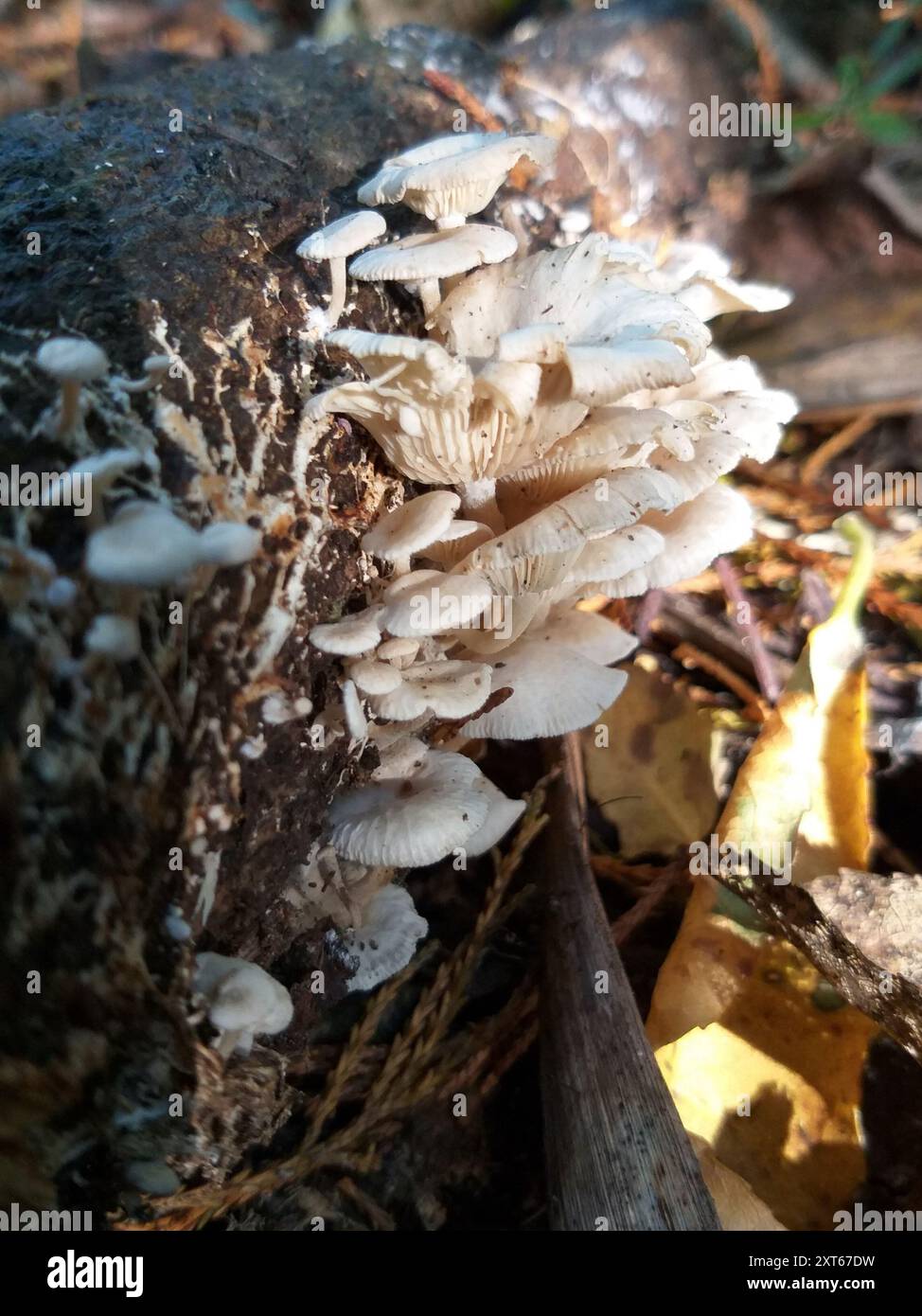 (Rhizocybe albida) Fungi Stock Photo - Alamy