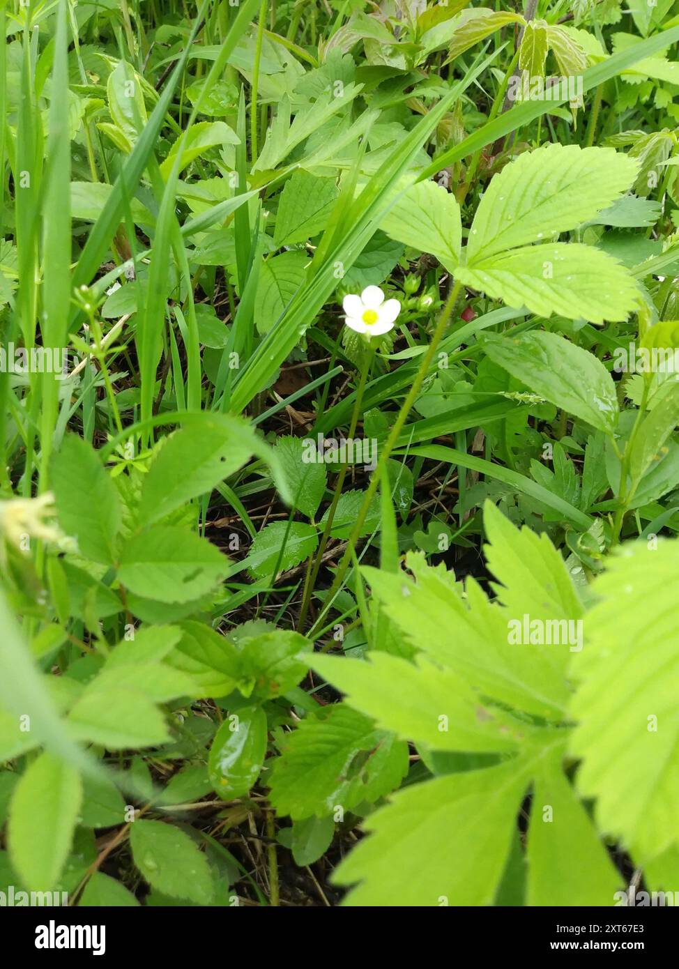 Virginia strawberry (Fragaria virginiana) Plantae Stock Photo - Alamy