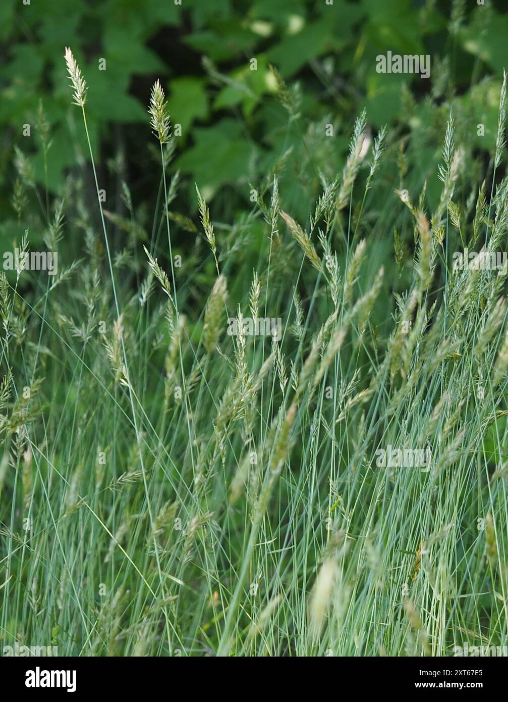 grasses, sedges, cattails, and allies (Poales) Plantae Stock Photo - Alamy