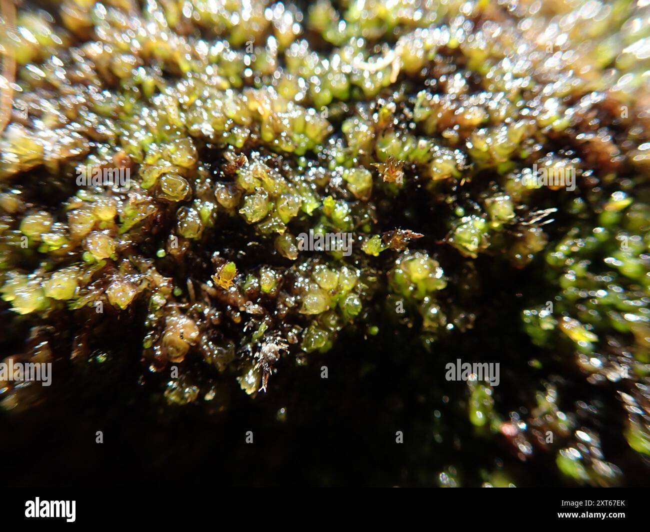 leafy and simple thalloid liverworts (Jungermanniopsida) Plantae Stock ...