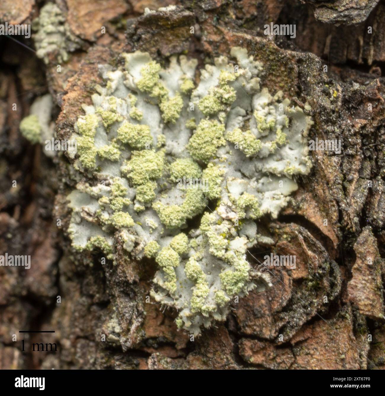 common lichens (Lecanoromycetes) Fungi Stock Photo - Alamy