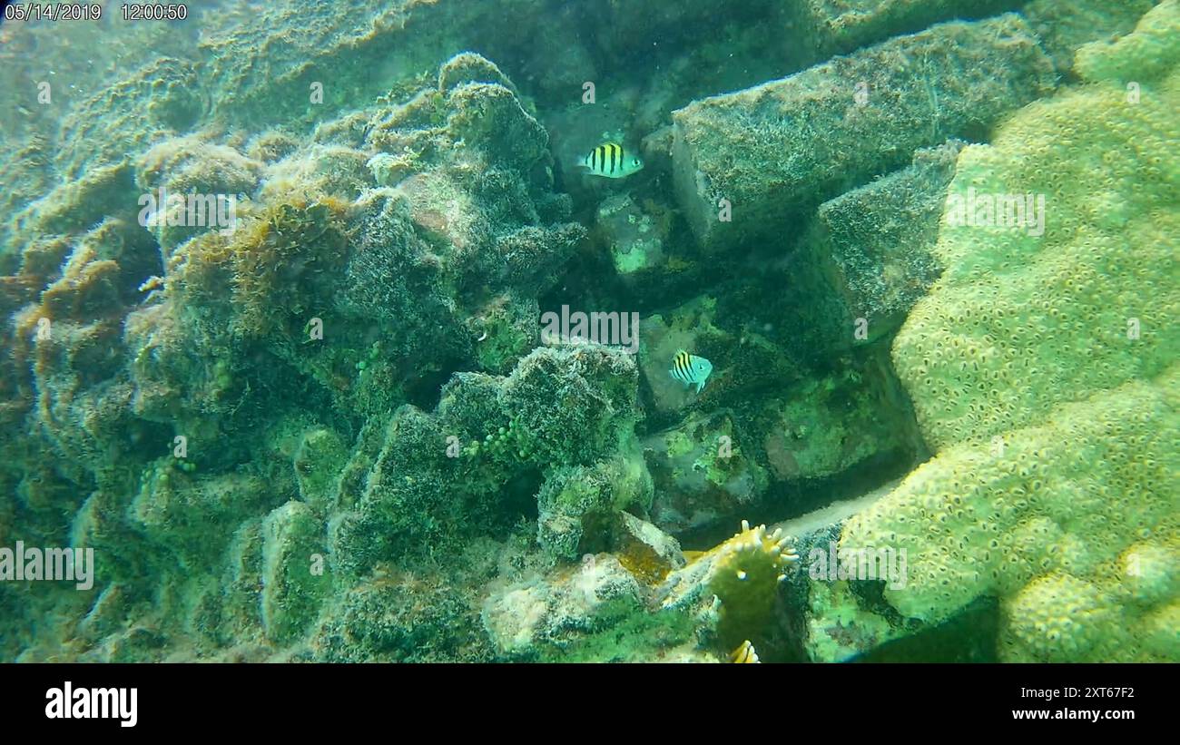 Atlantic Sergeant Major (Abudefduf saxatilis) Actinopterygii Stock ...