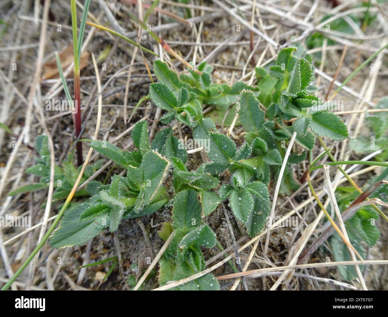 common restharrow (Ononis spinosa procurrens) Plantae Stock Photo - Alamy