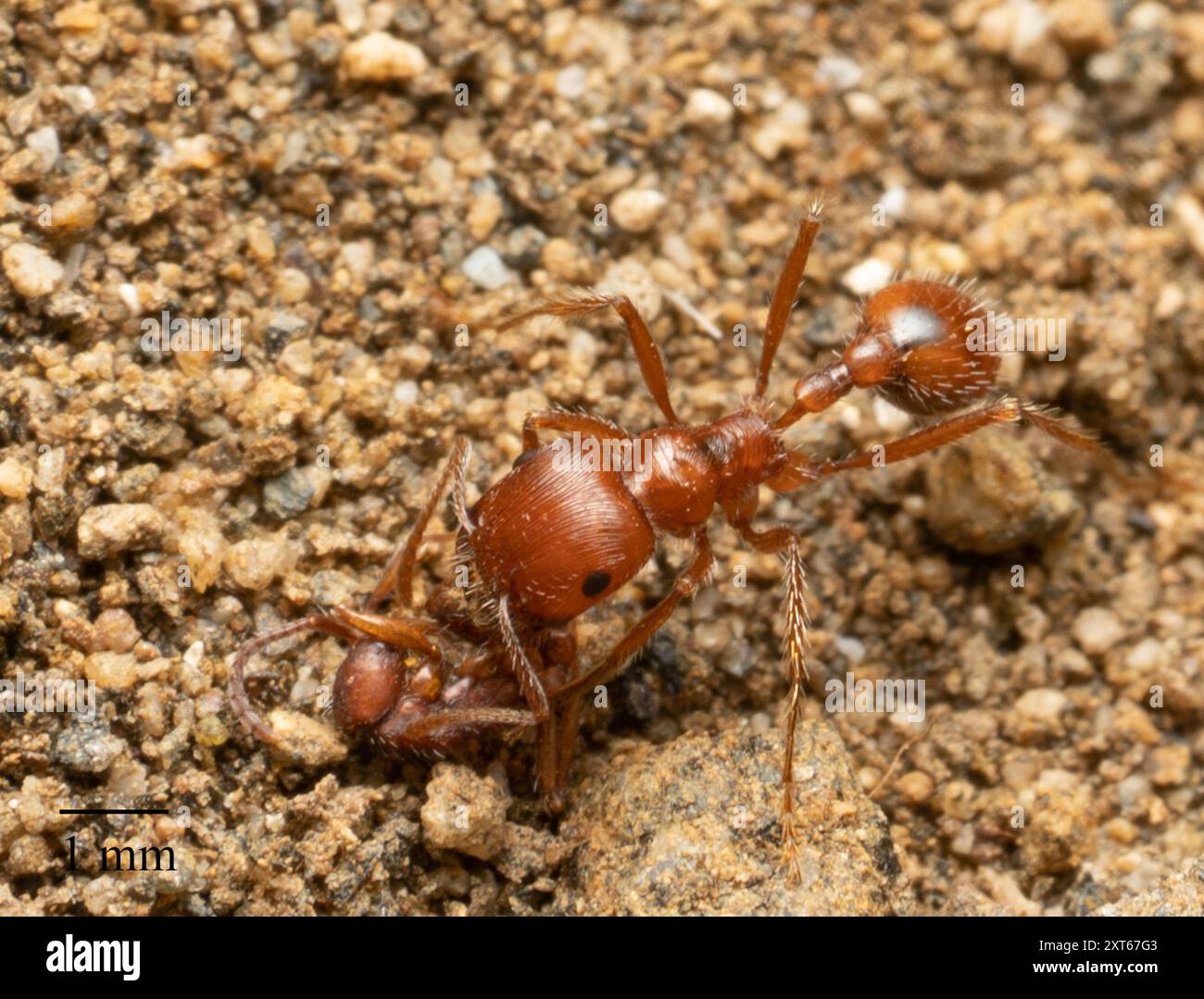 Typical American Harvester Ants (Pogonomyrmex) Insecta Stock Photo - Alamy