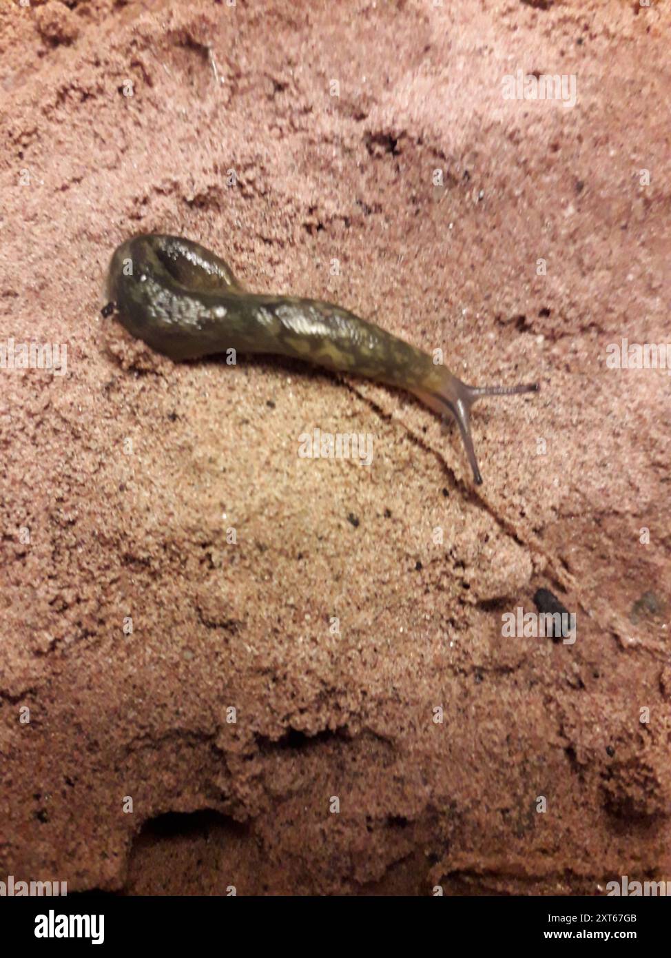 Green Cellar Slug (Limacus maculatus) Mollusca Stock Photo - Alamy