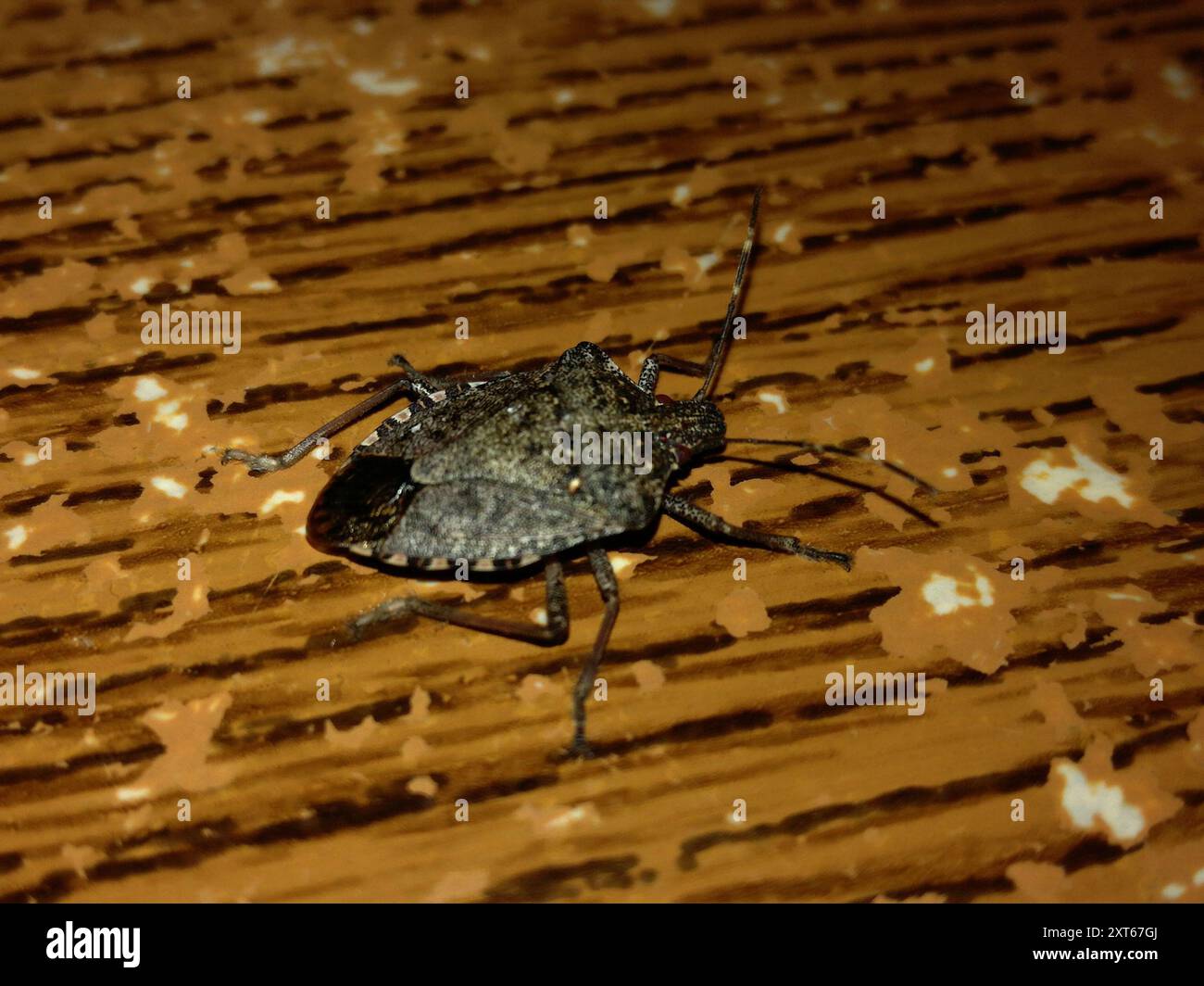 Brown Marmorated Stink Bug (Halyomorpha halys) Insecta Stock Photo - Alamy