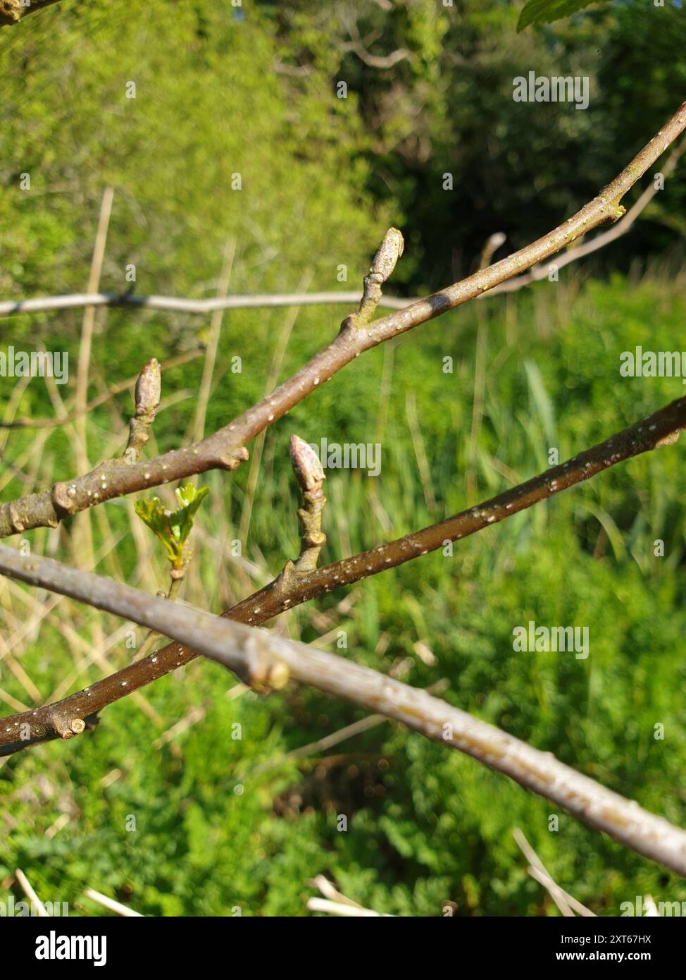 common alder (Alnus glutinosa) Plantae Stock Photo - Alamy