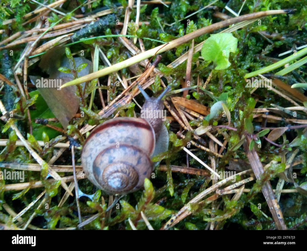 Bush snail (Fruticicola fruticum) Mollusca Stock Photo - Alamy