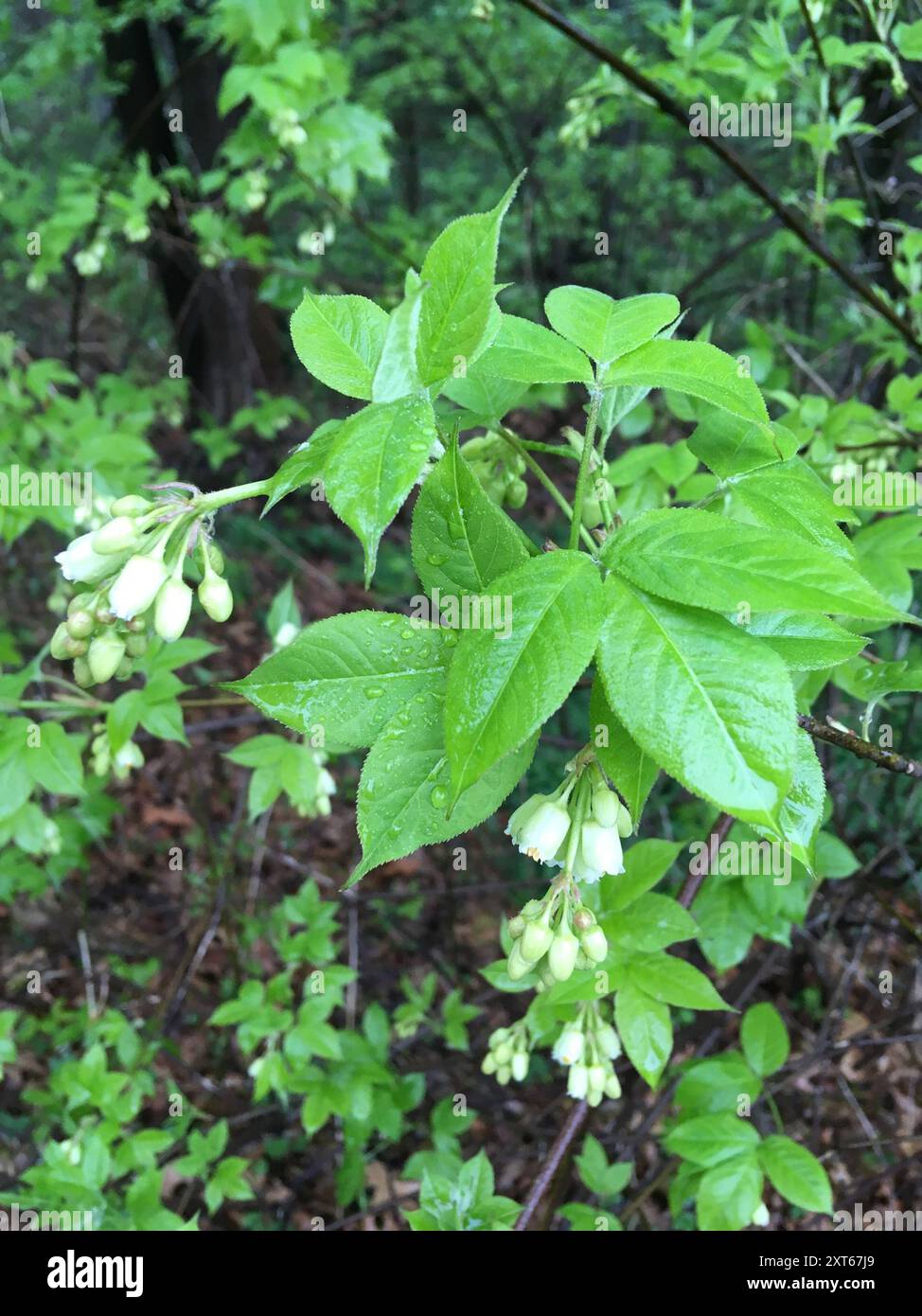 American bladdernut (Staphylea trifolia) Plantae Stock Photo - Alamy