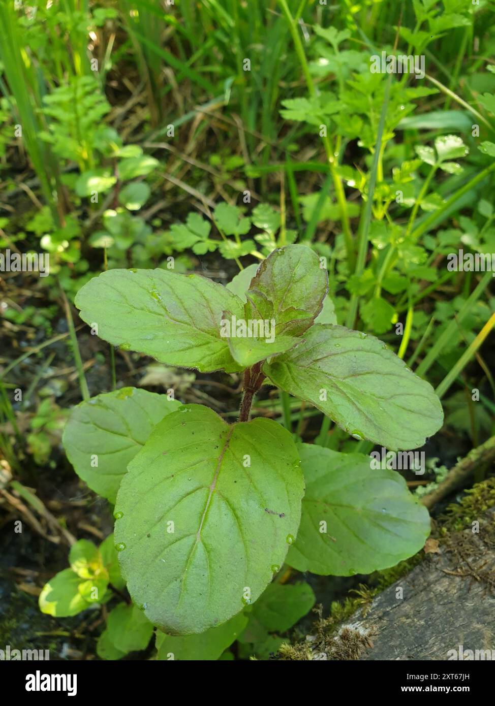 watermint (Mentha aquatica) Plantae Stock Photo - Alamy