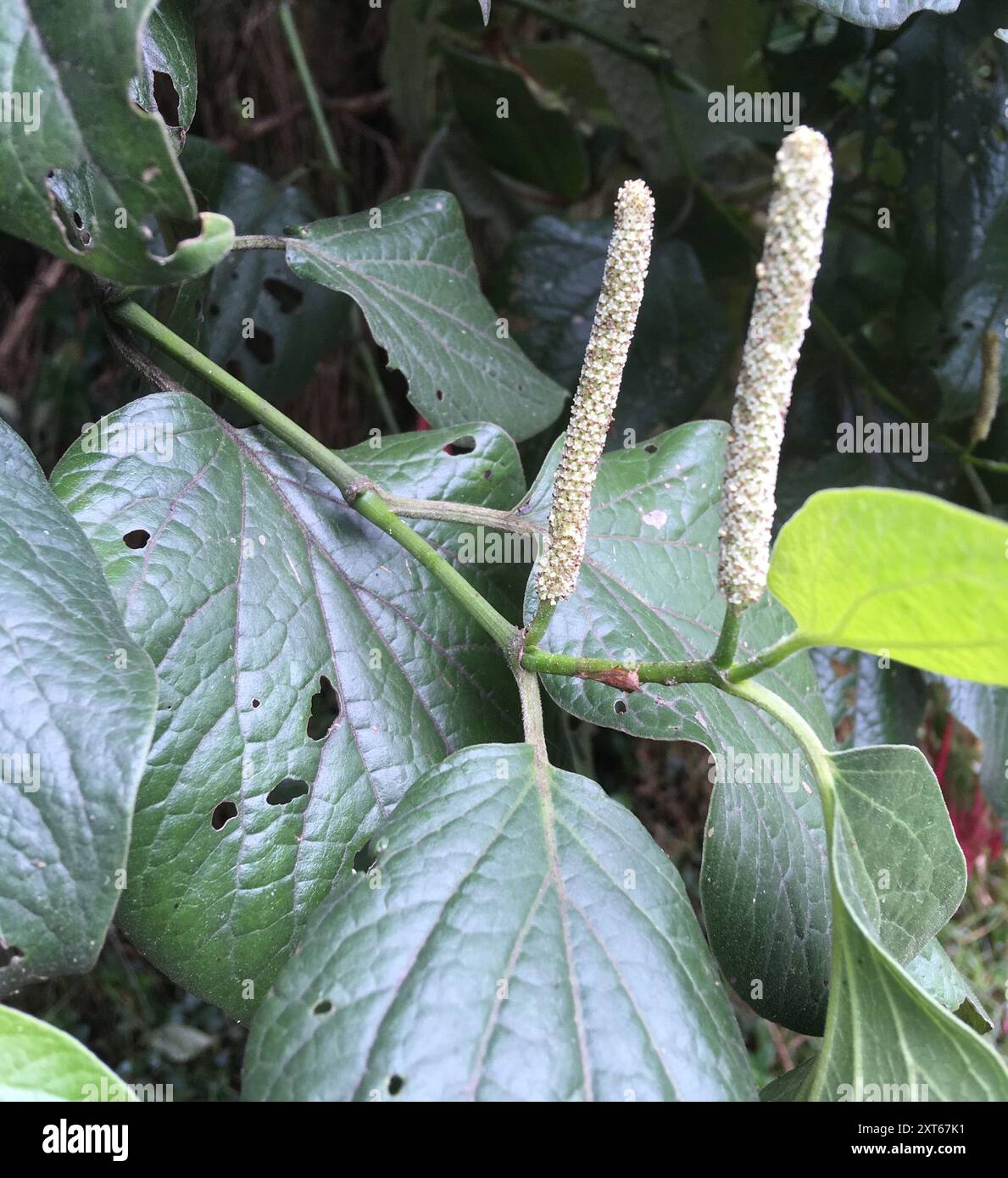 (Piper barbatum) Plantae Stock Photo - Alamy