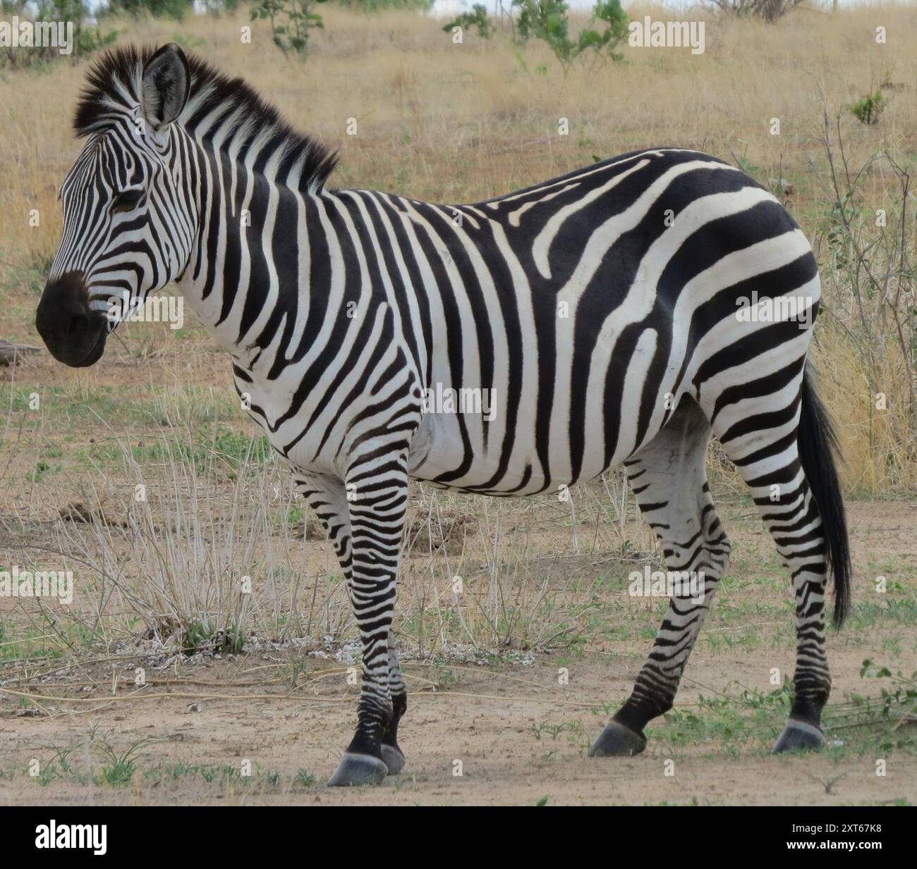Plains Zebra (Equus quagga) Mammalia Stock Photo - Alamy