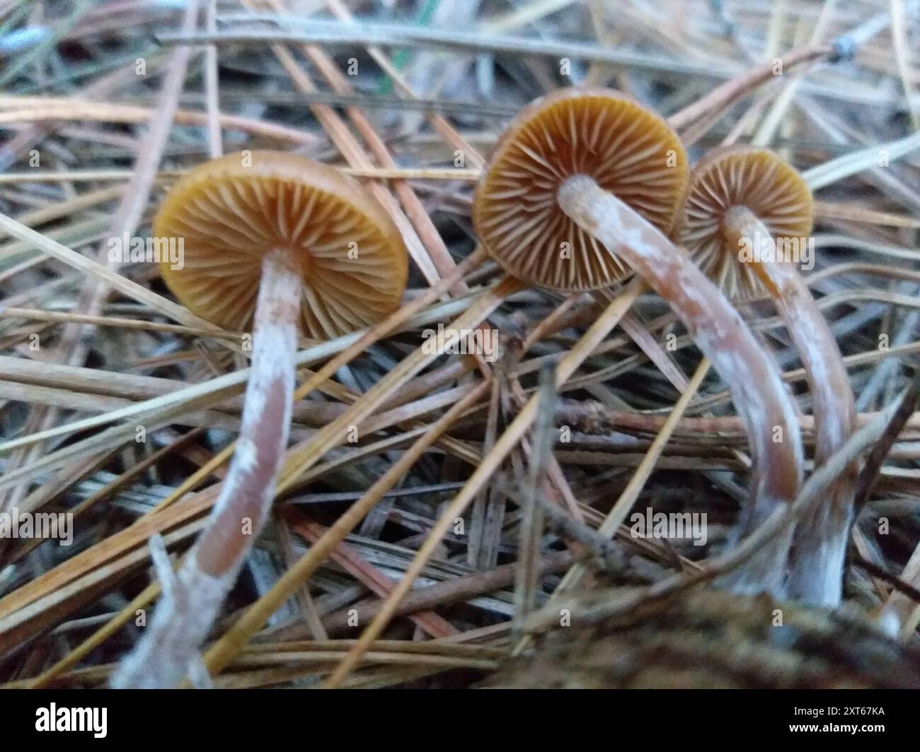 Moss Bells (Galerina) Fungi Stock Photo - Alamy