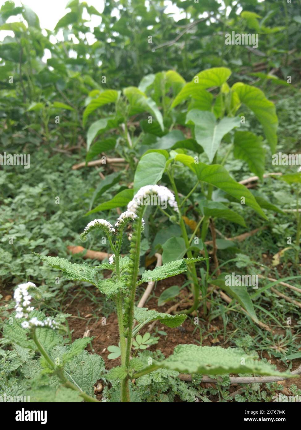 Indian Heliotrope (Heliotropium indicum) Plantae Stock Photo - Alamy