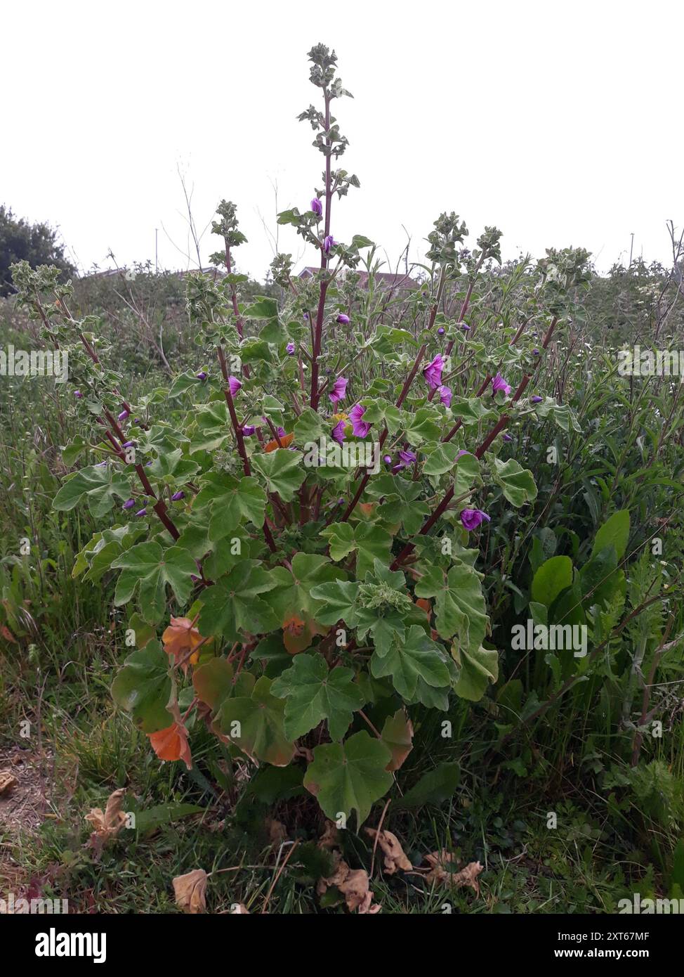 Tree Mallow (Malva arborea) Plantae Stock Photo - Alamy