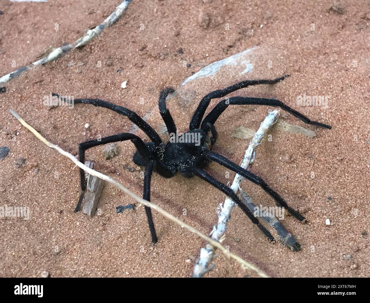 (Geolycosa rafaelana) Arachnida Stock Photo - Alamy