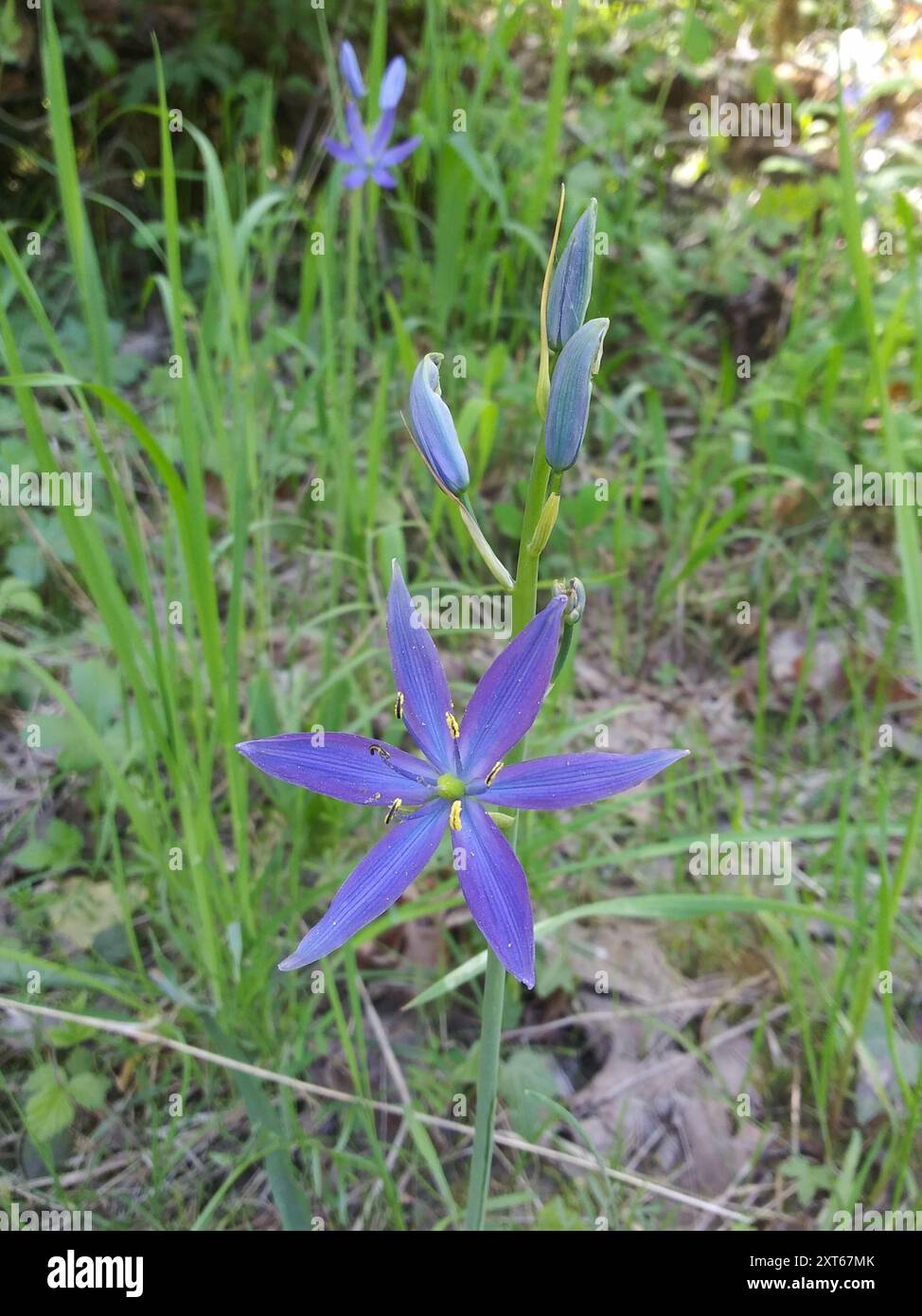 great camas (Camassia leichtlinii) Plantae Stock Photo - Alamy