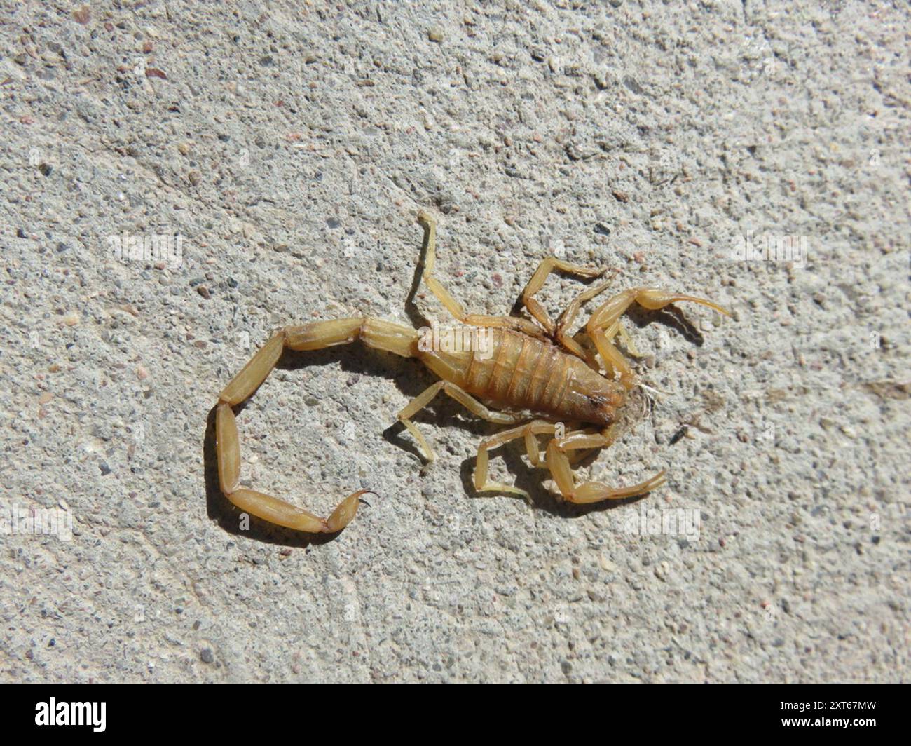 Arizona Bark Scorpion (Centruroides sculpturatus) Arachnida Stock Photo ...