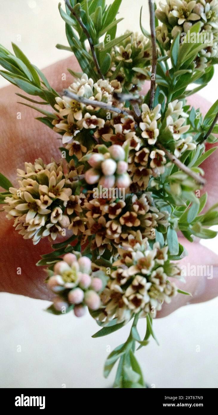 bastard toadflax (Comandra umbellata) Plantae Stock Photo - Alamy