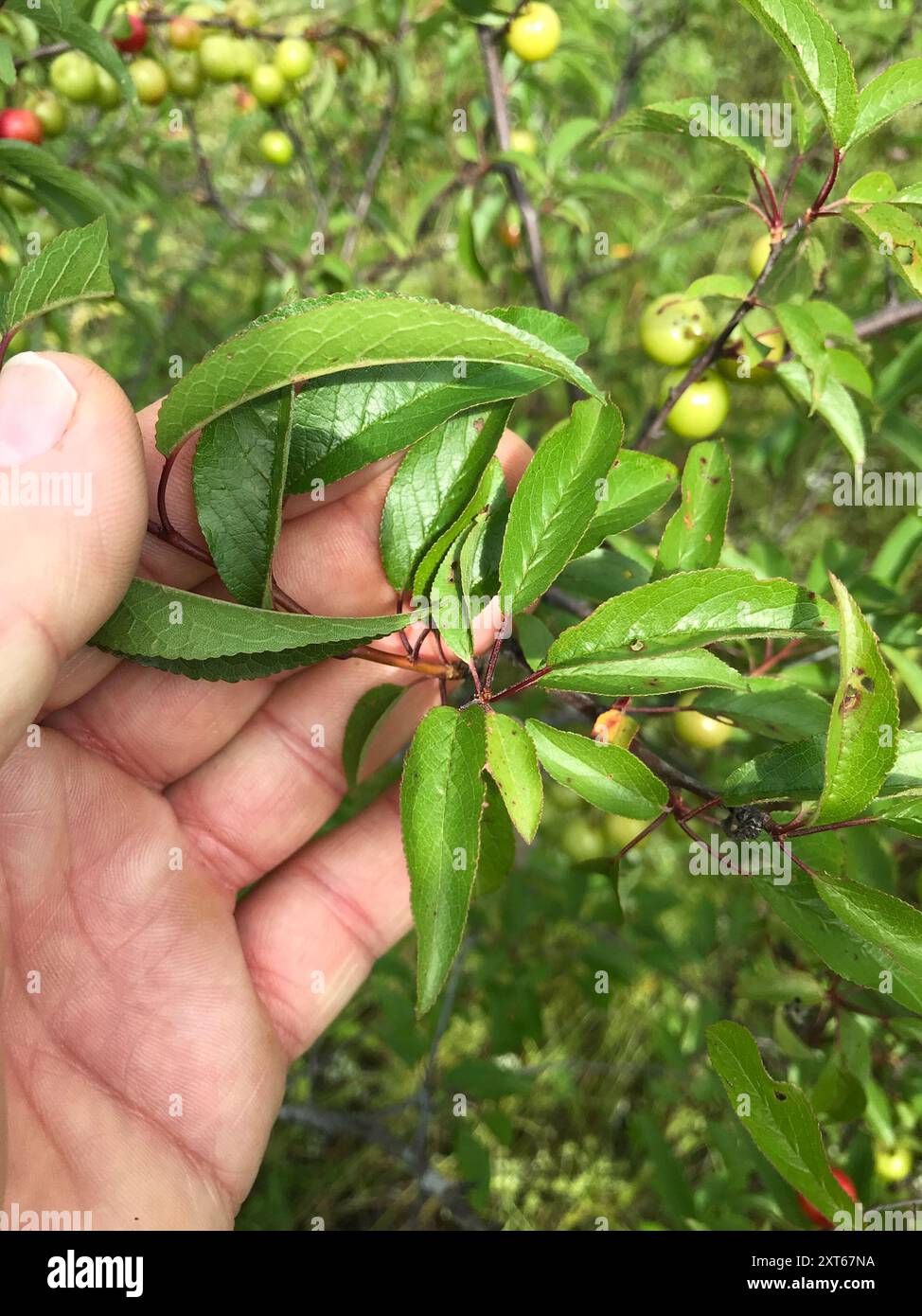 Creek plum (Prunus rivularis) Plantae Stock Photo - Alamy