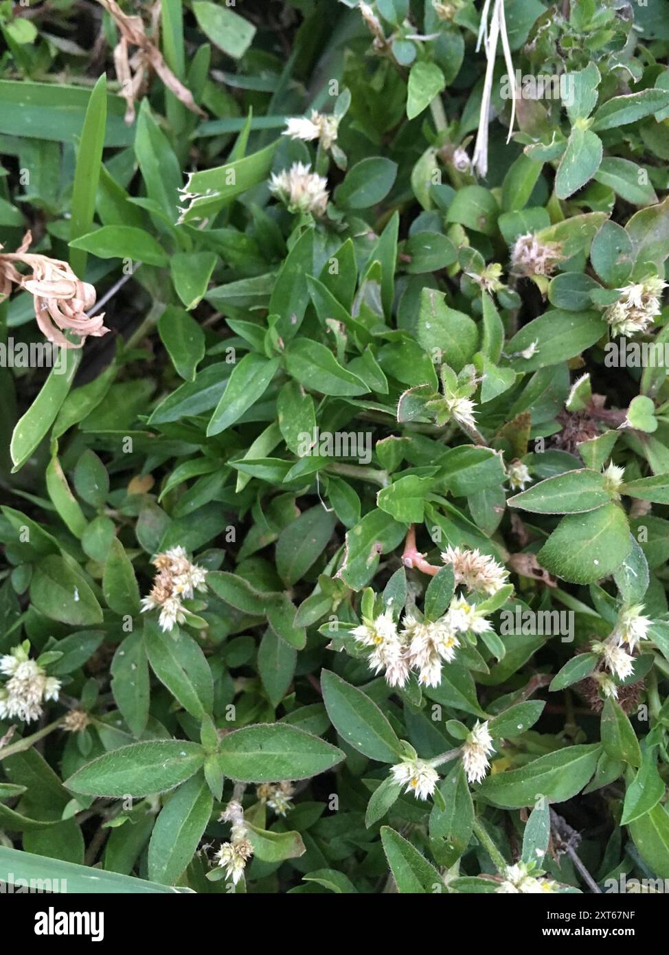 Smooth Joyweed (Alternanthera paronychioides) Plantae Stock Photo - Alamy