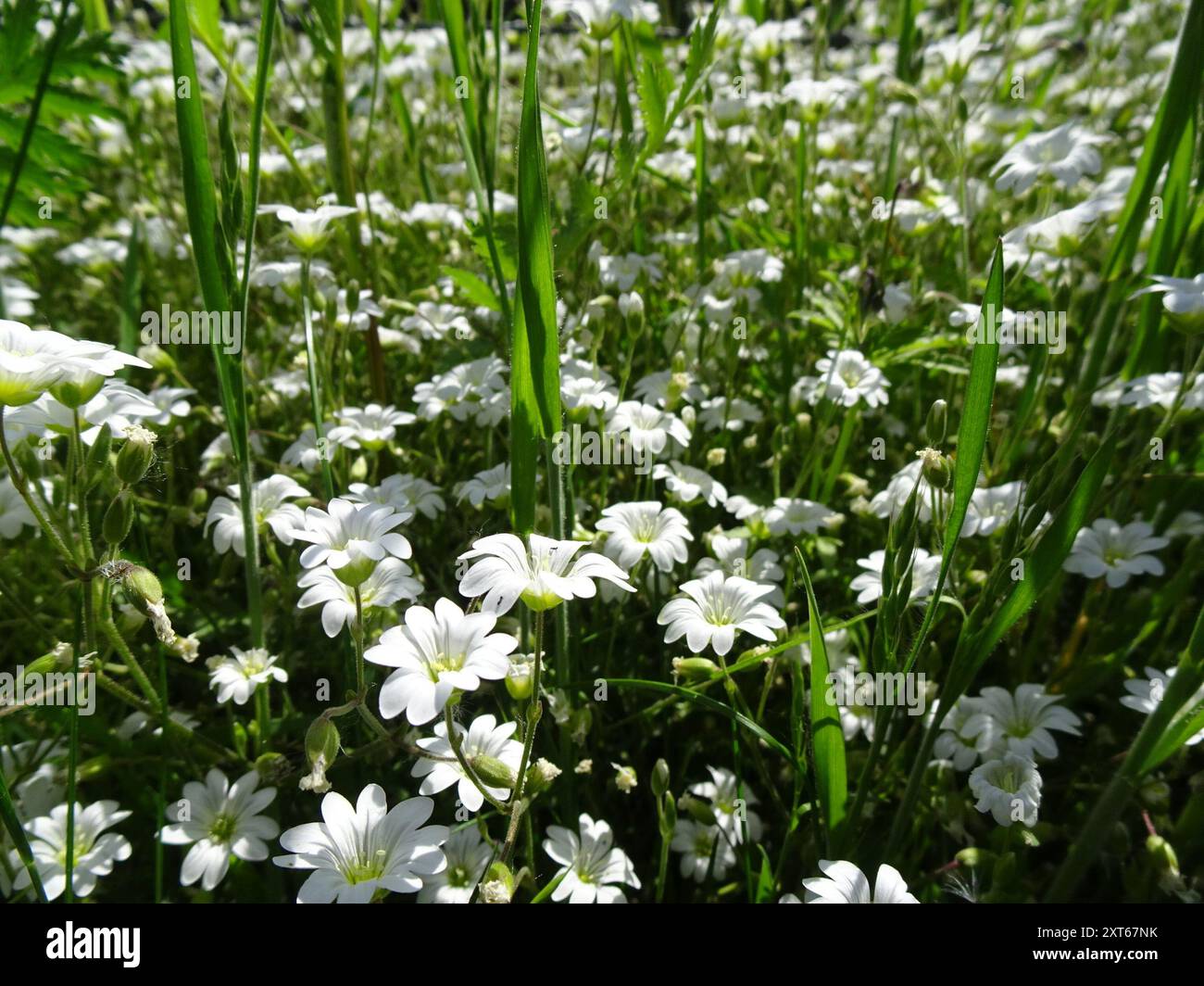 field chickweed (Cerastium arvense) Plantae Stock Photo - Alamy