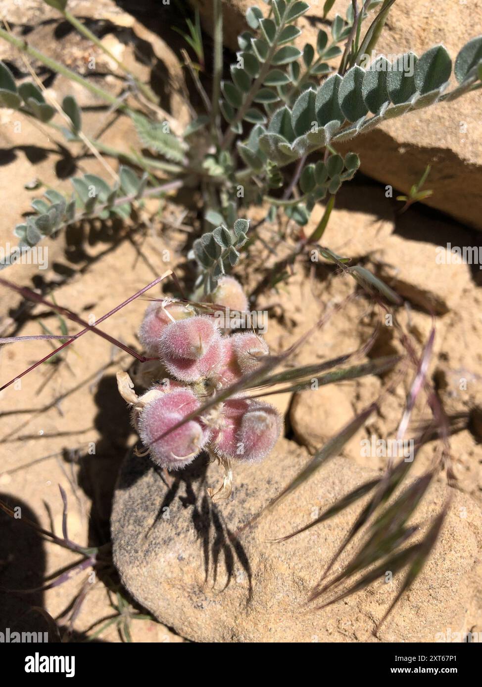 Woolly Locoweed (Astragalus mollissimus) Plantae Stock Photo - Alamy