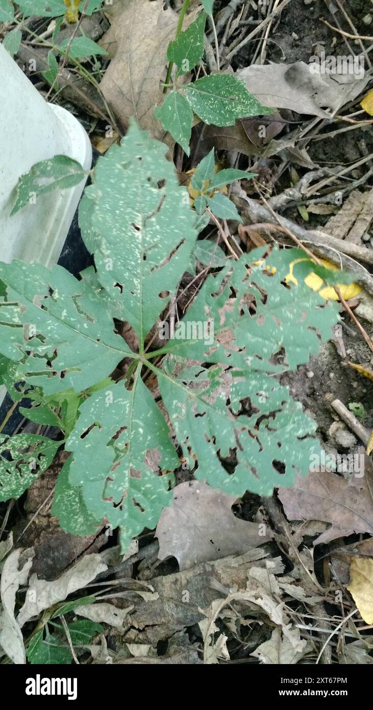 virginia creepers (Parthenocissus) Plantae Stock Photo - Alamy