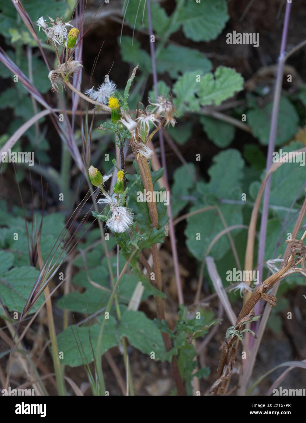 common groundsel (Senecio vulgaris) Plantae Stock Photo - Alamy