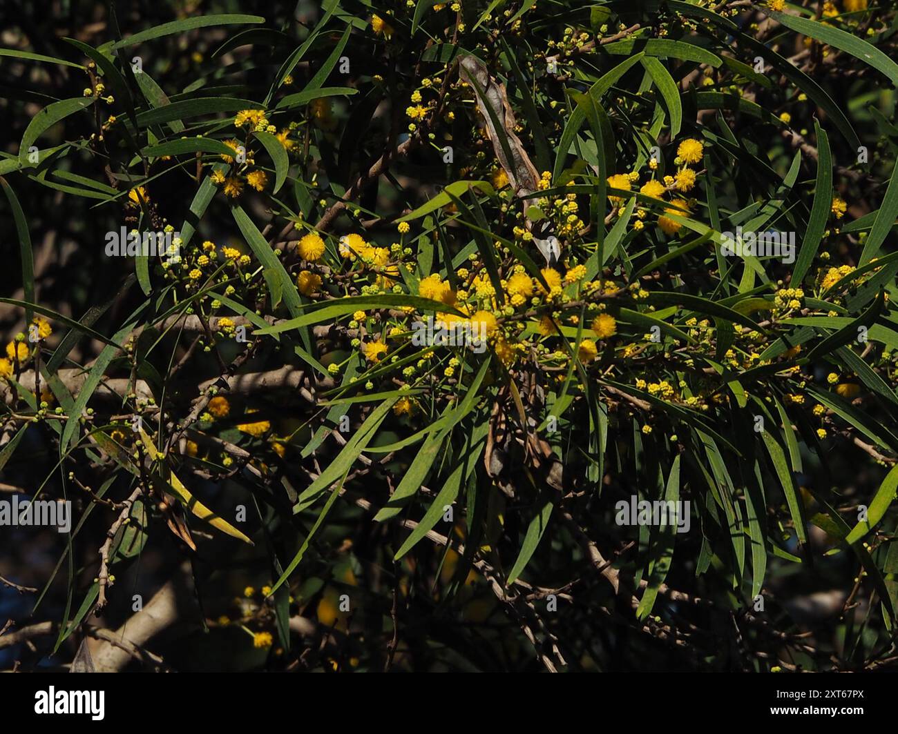 Taiwan Acacia (Acacia confusa) Plantae Stock Photo - Alamy