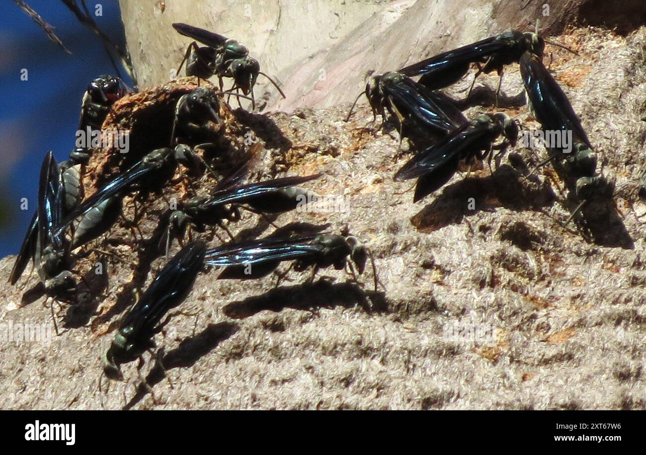 Northern Warrior Wasp (Synoeca septentrionalis) Insecta Stock Photo - Alamy