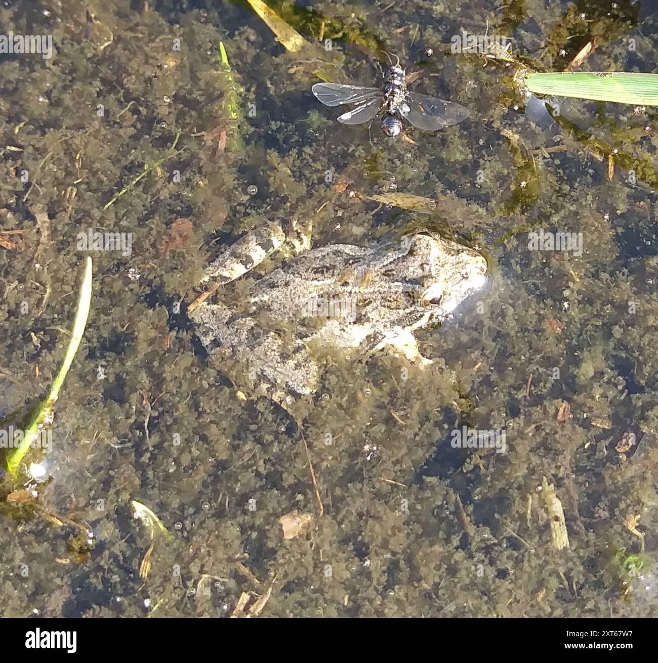 Southern Cricket Frog (Acris gryllus) Amphibia Stock Photo - Alamy