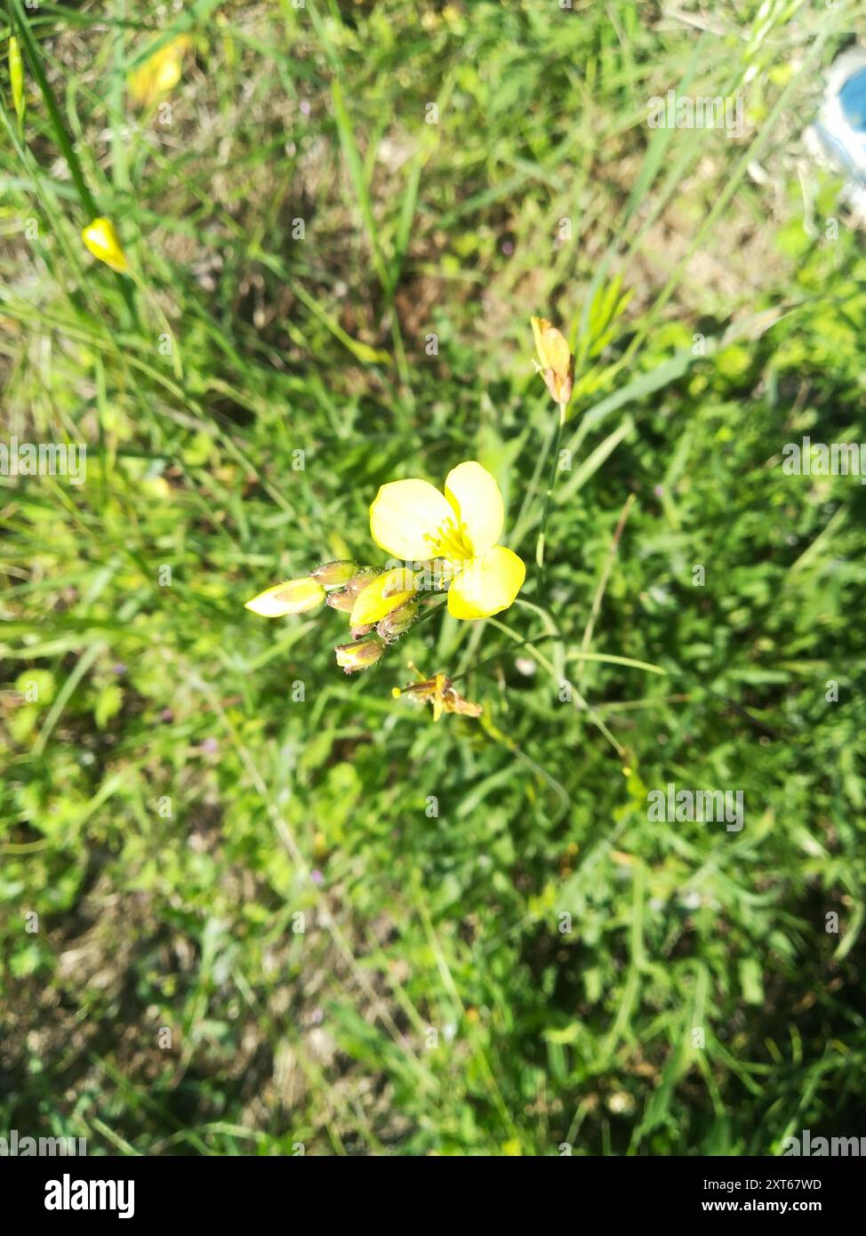 Perennial Wall-rocket (Diplotaxis tenuifolia) Plantae Stock Photo - Alamy