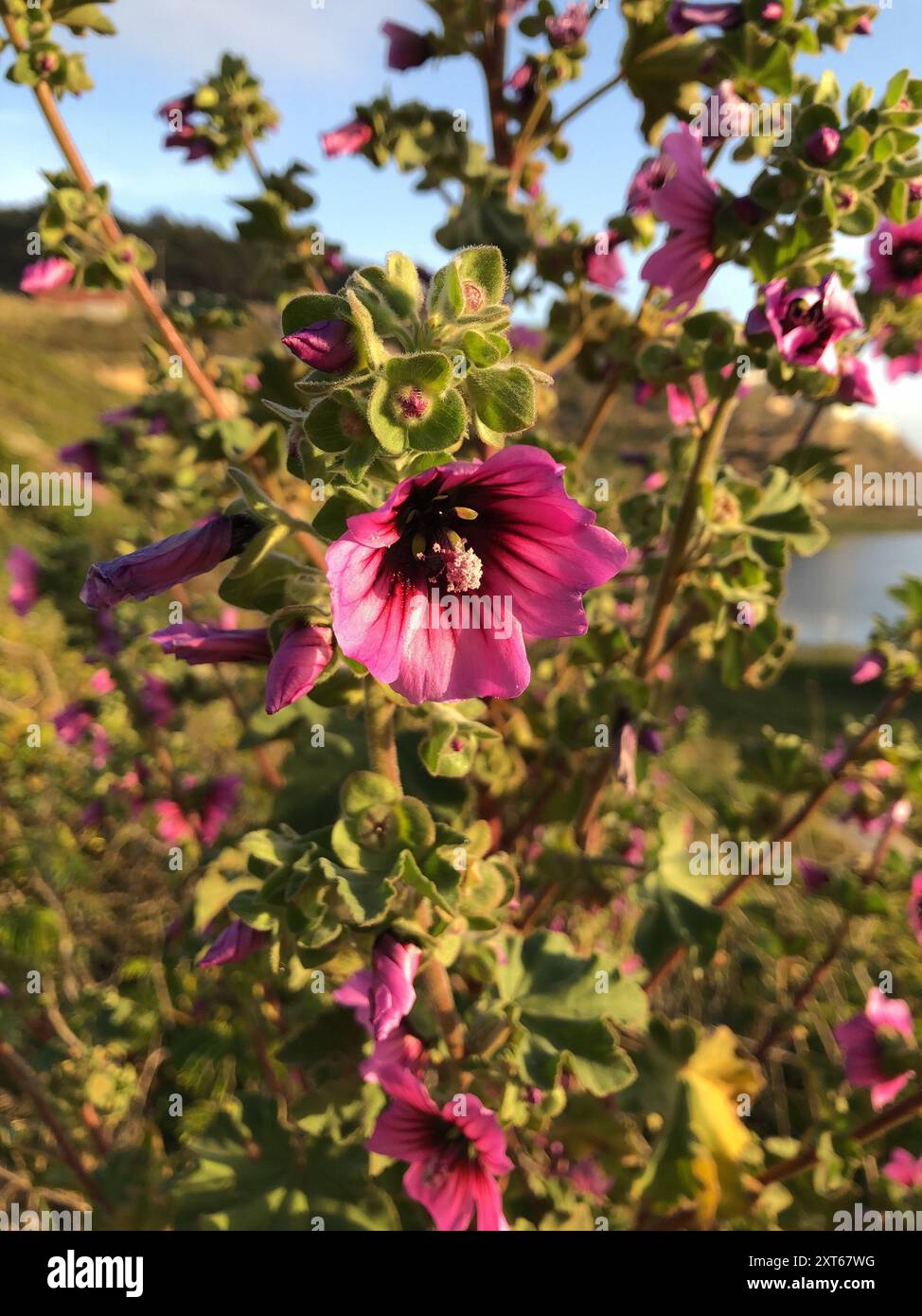 Tree Mallow (Malva arborea) Plantae Stock Photo - Alamy